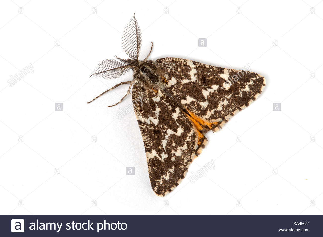 Geometer Moth High Resolution Stock Photography and Images - Alamy