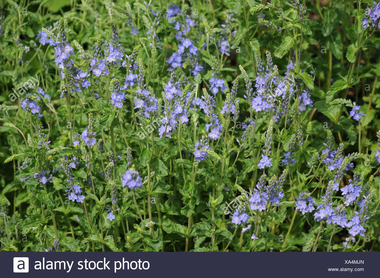 Speedwell High Resolution Stock Photography and Images - Alamy