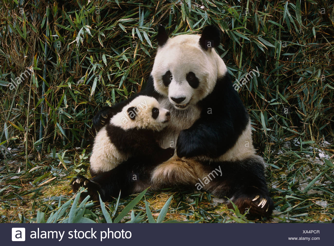 Panda Baby Mother High Resolution Stock Photography and Images - Alamy