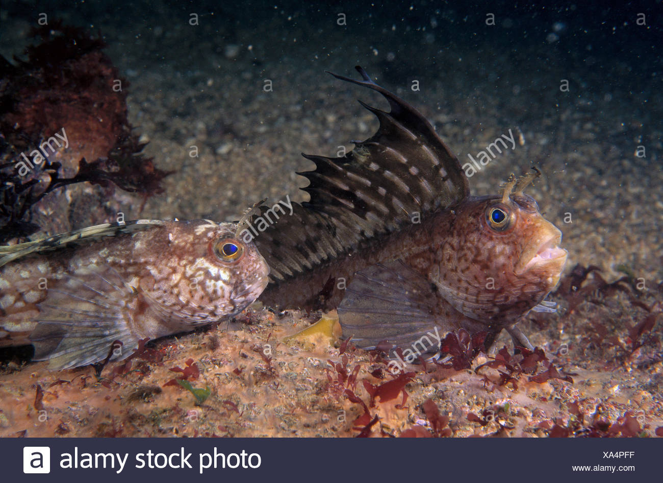 Blennius Stock Photos & Blennius Stock Images - Alamy
