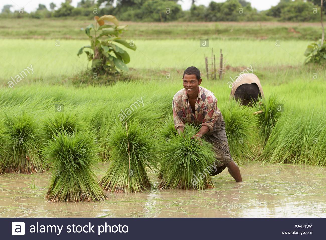 Bago Division Stock Photos & Bago Division Stock Images - Alamy