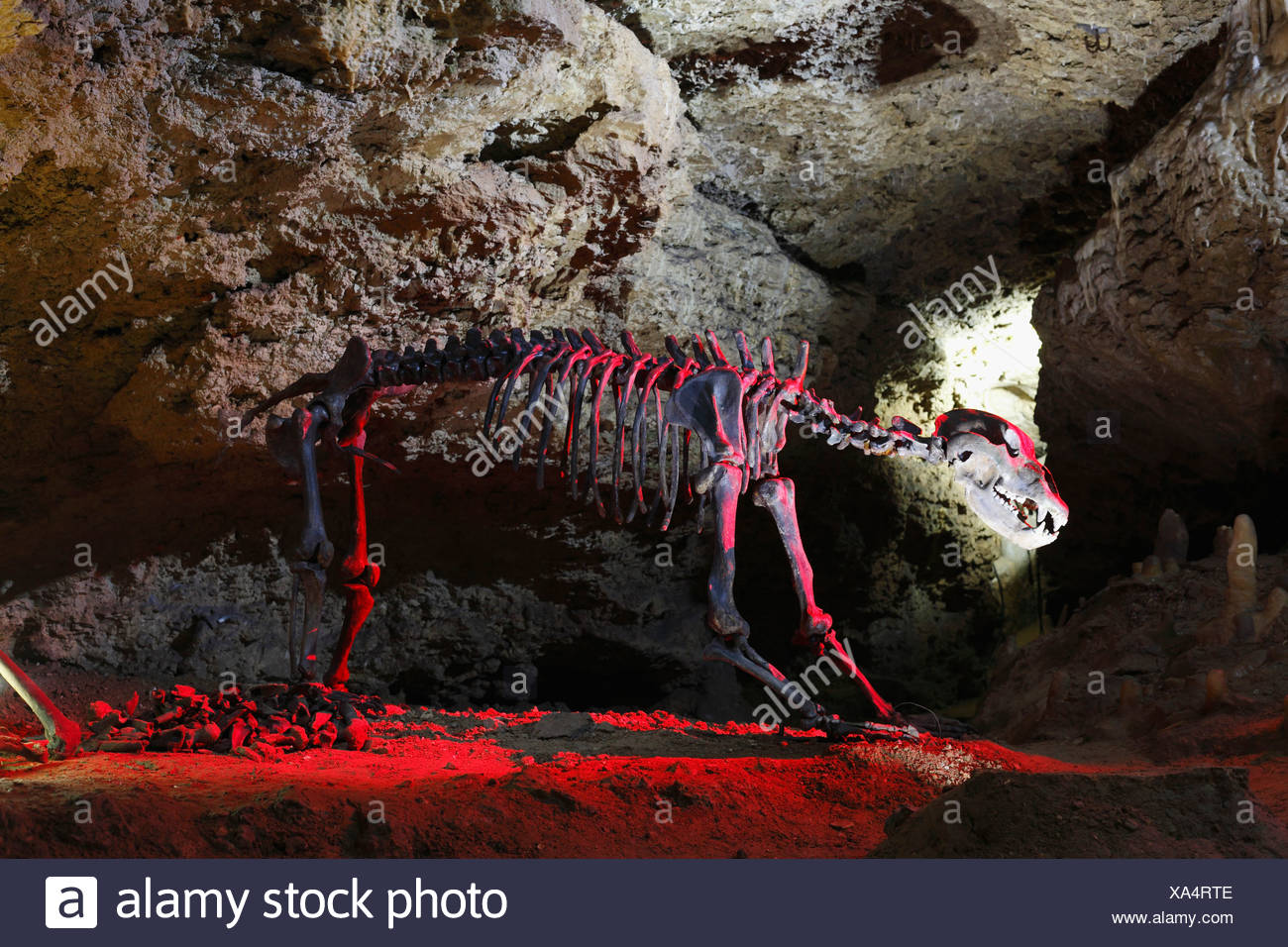 Limestone Skeleton High Resolution Stock Photography and Images - Alamy