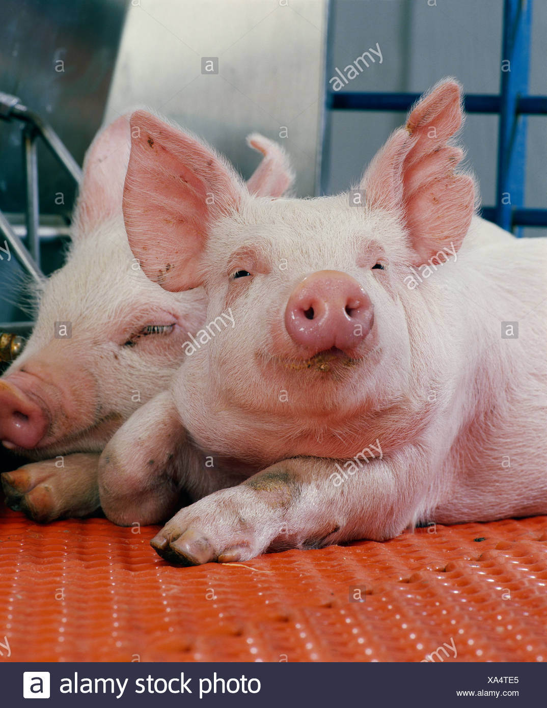 Crossbred Pigs High Resolution Stock Photography and Images - Alamy