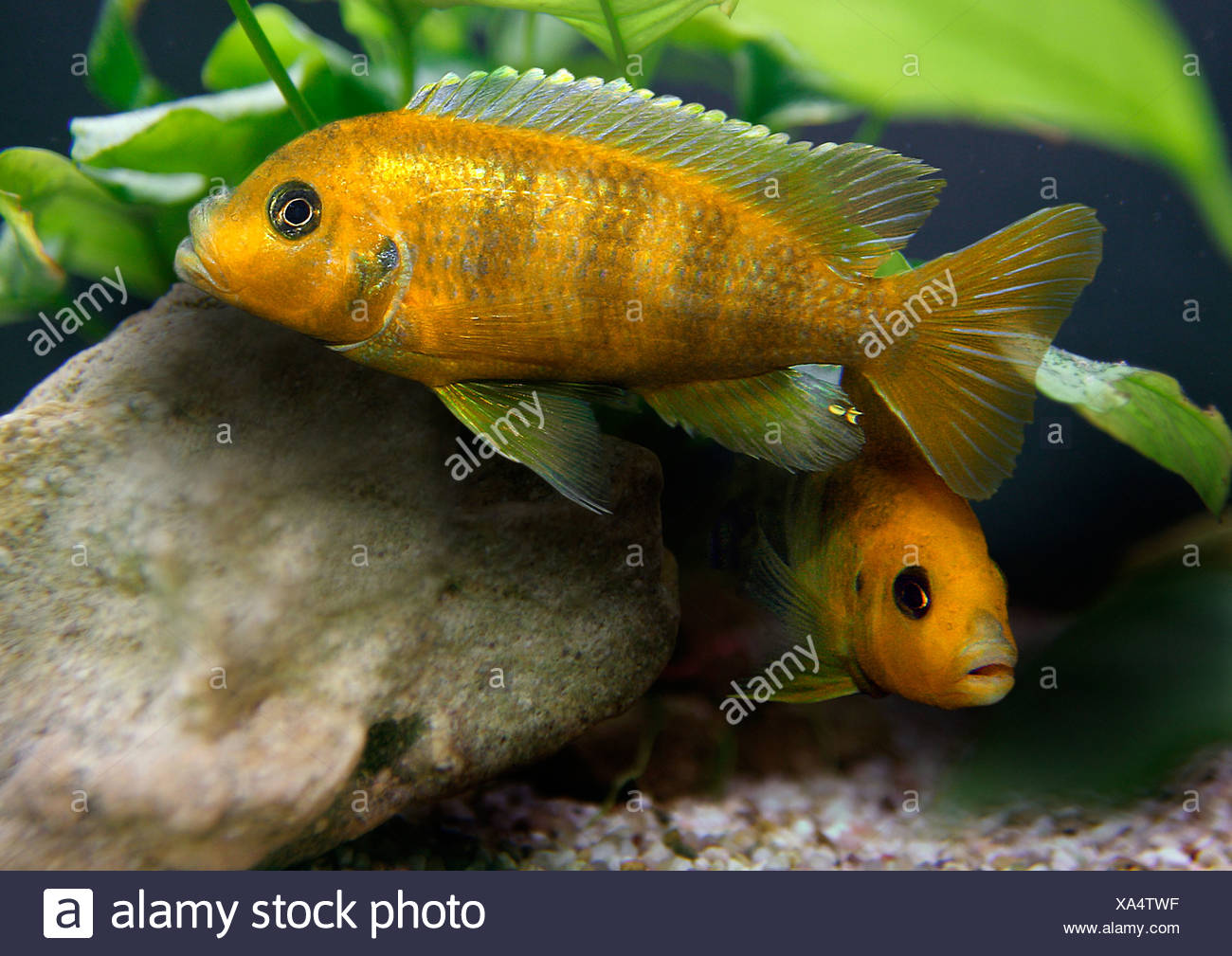 Convict Cichlid High Resolution Stock Photography and Images - Alamy
