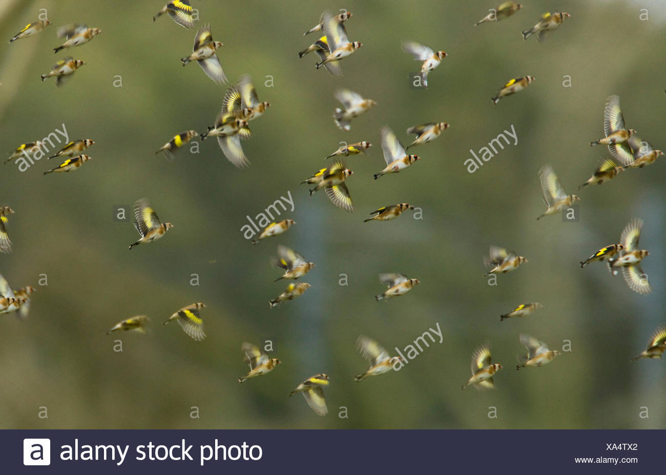 Goldfinches Flying Stock Photos & Goldfinches Flying Stock Images - Alamy