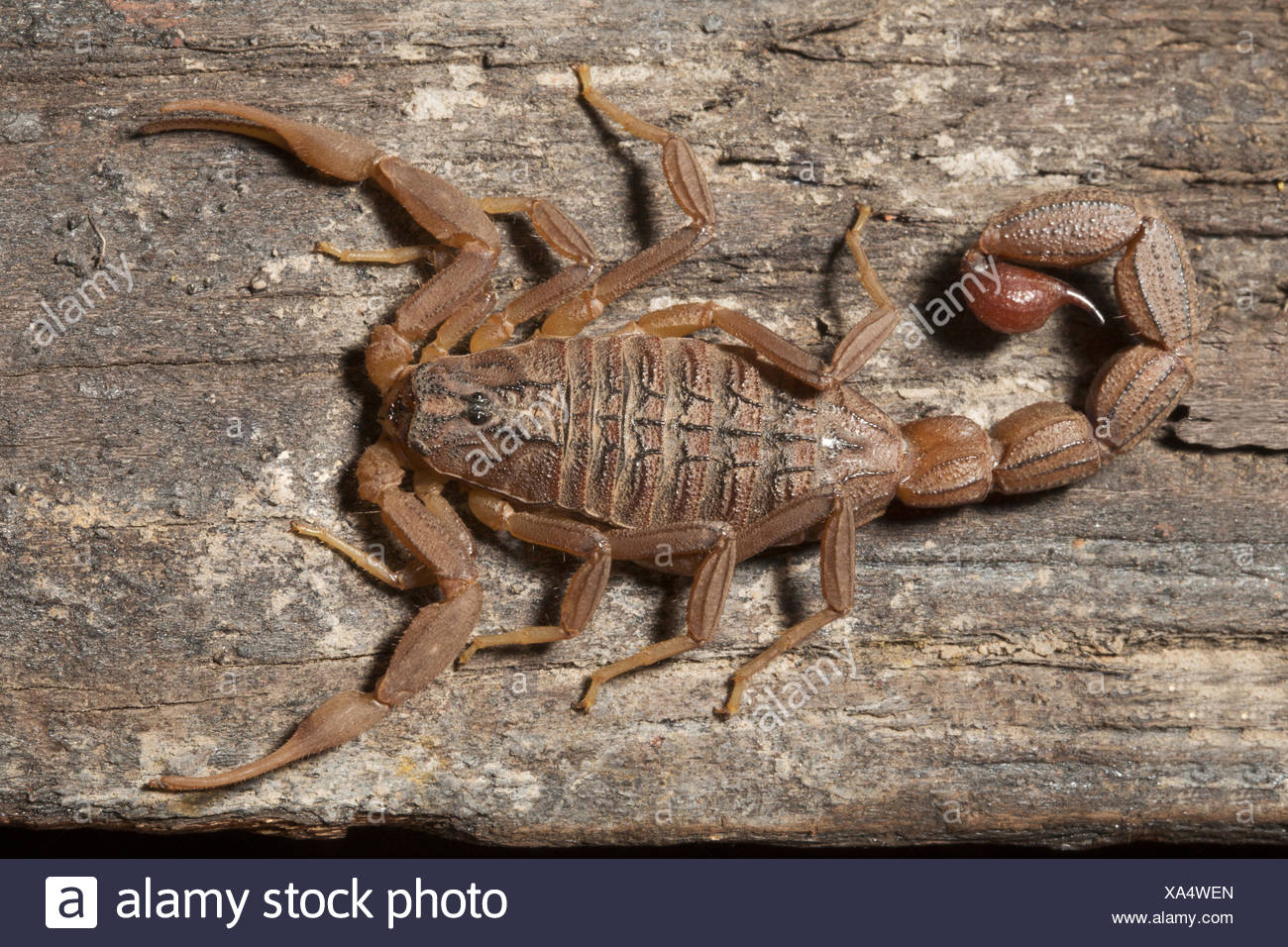 Black Fat Tailed Scorpion High Resolution Stock Photography and Images ...