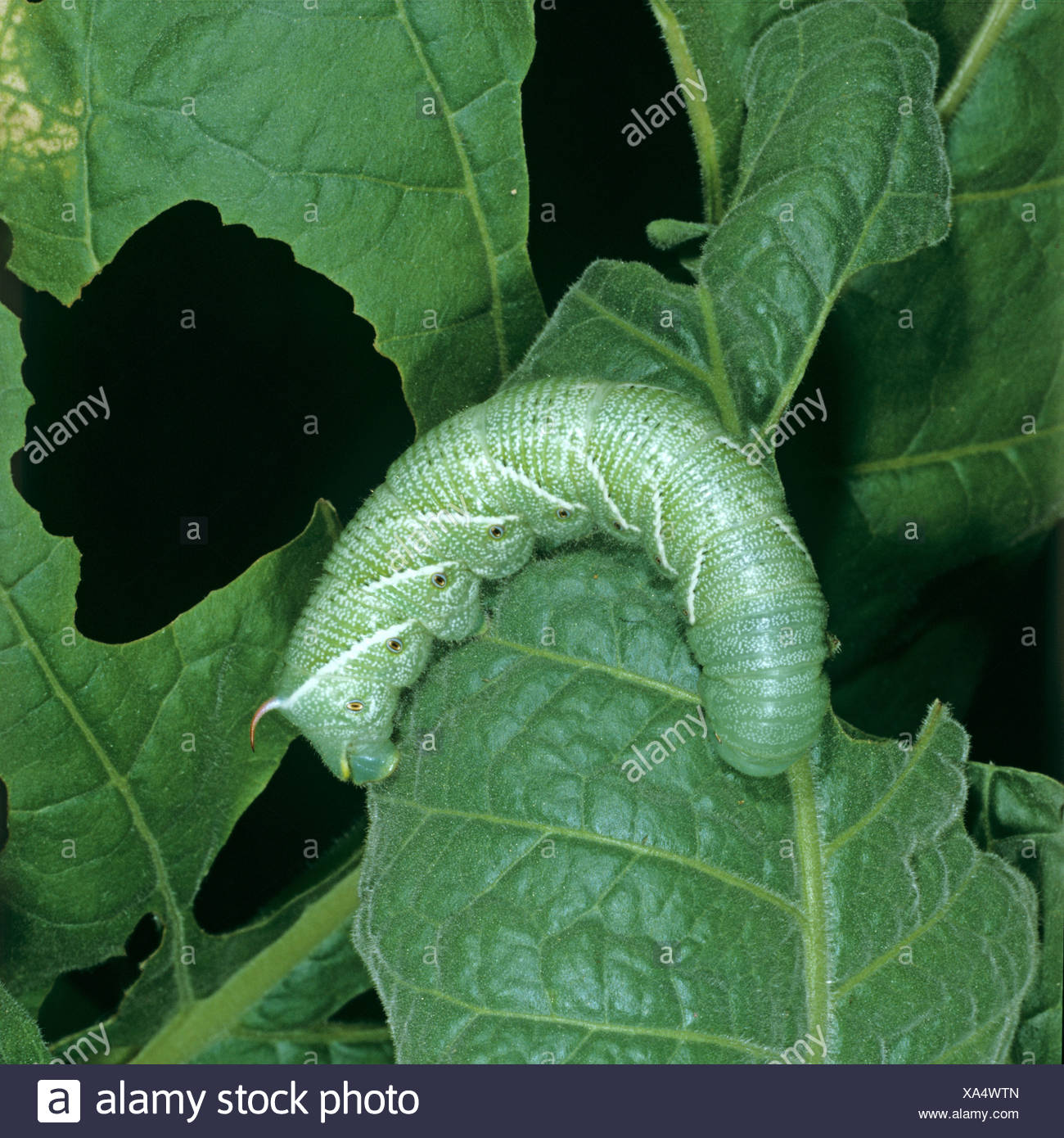 Tobacco Pest High Resolution Stock Photography and Images - Alamy