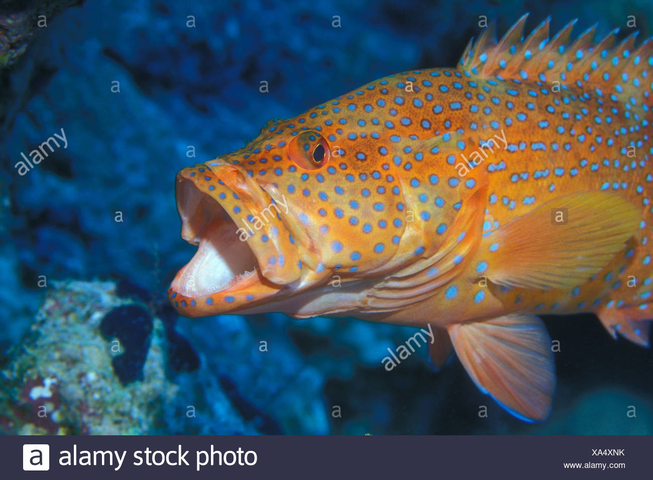 Miniatus High Resolution Stock Photography and Images - Alamy