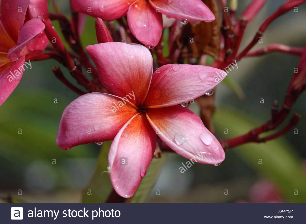 Frangipani Plumeria Rubra High Resolution Stock Photography and Images ...