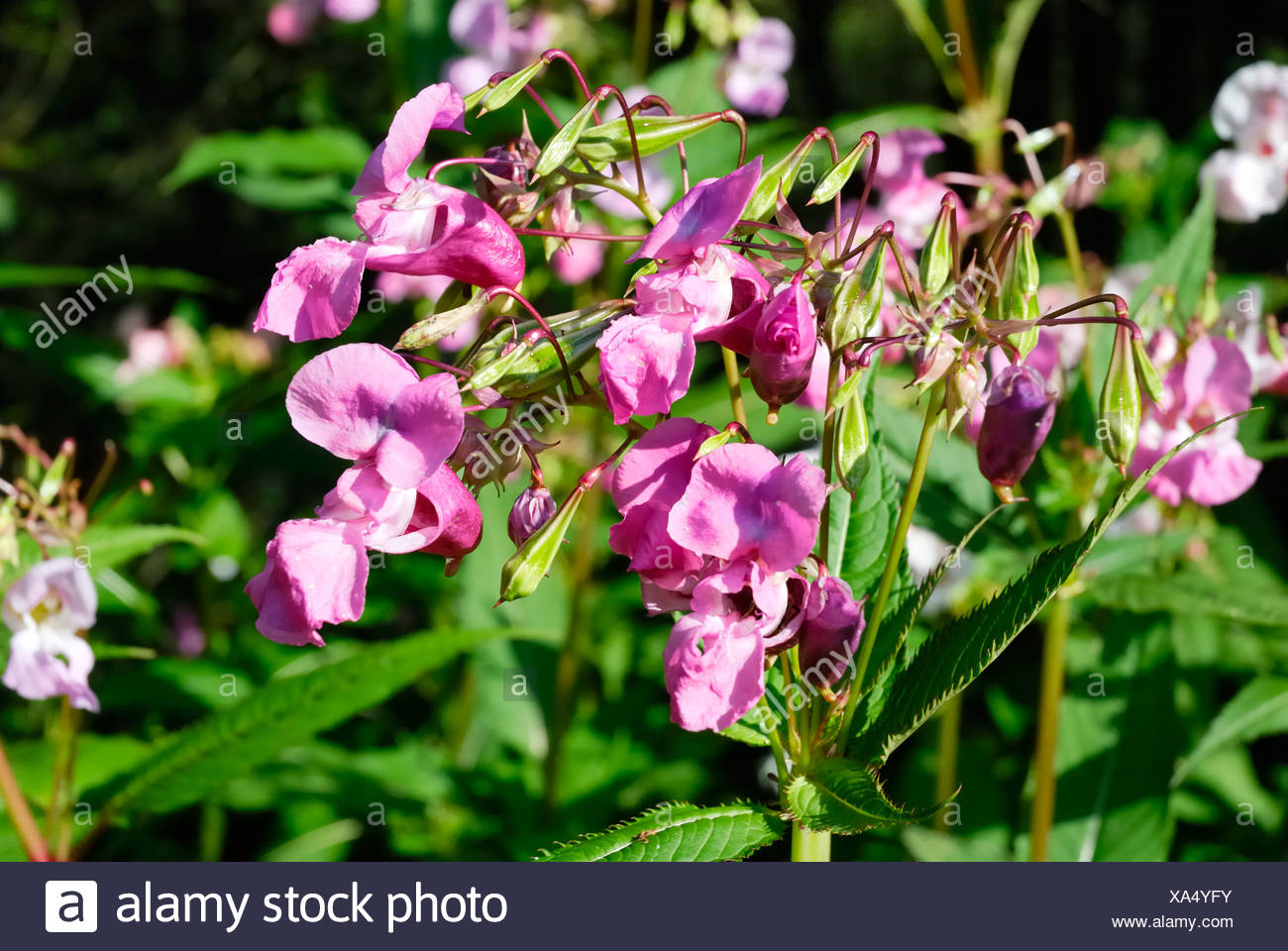 Impatiens Balsamine High Resolution Stock Photography and Images - Alamy