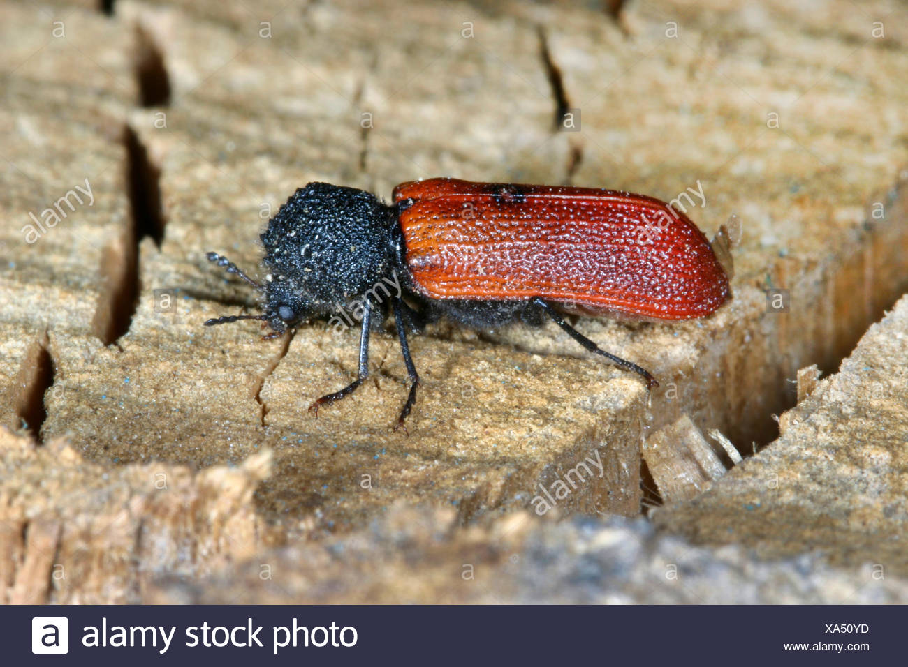 Bostrichidae High Resolution Stock Photography and Images - Alamy