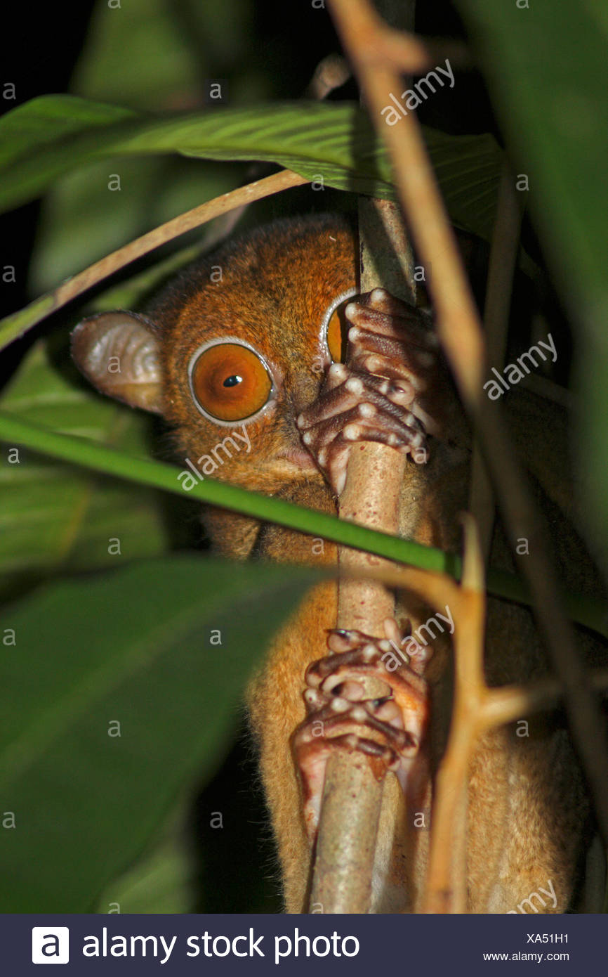 Rainforest Discovery Centre High Resolution Stock Photography and ...