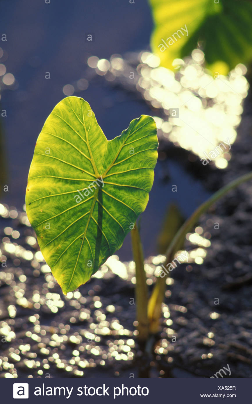 Kalo In Hawaiian Stock Photos & Kalo In Hawaiian Stock Images - Alamy