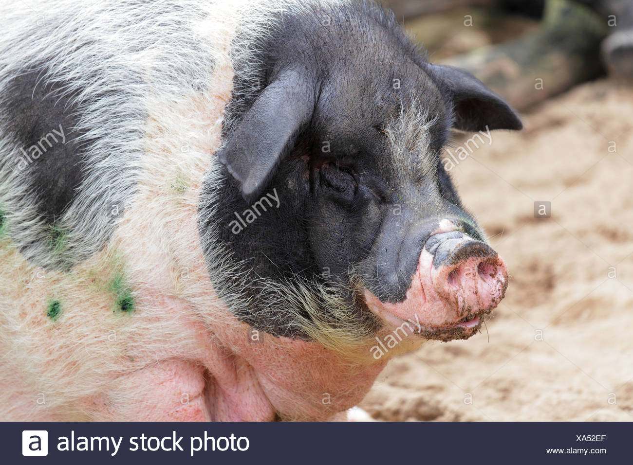 Big Fat Pig High Resolution Stock Photography and Images - Alamy