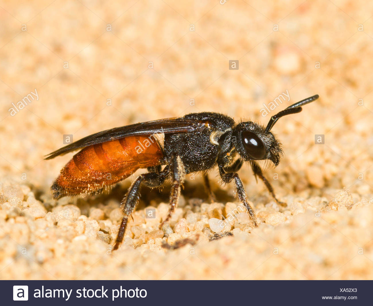Blood Bee Stock Photos & Blood Bee Stock Images - Alamy