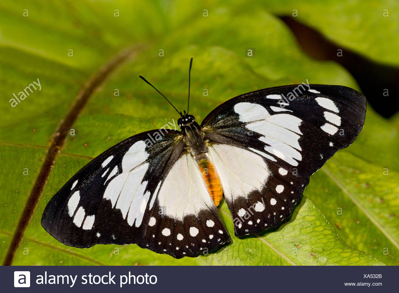 Euxanthe Stock Photos & Euxanthe Stock Images - Alamy