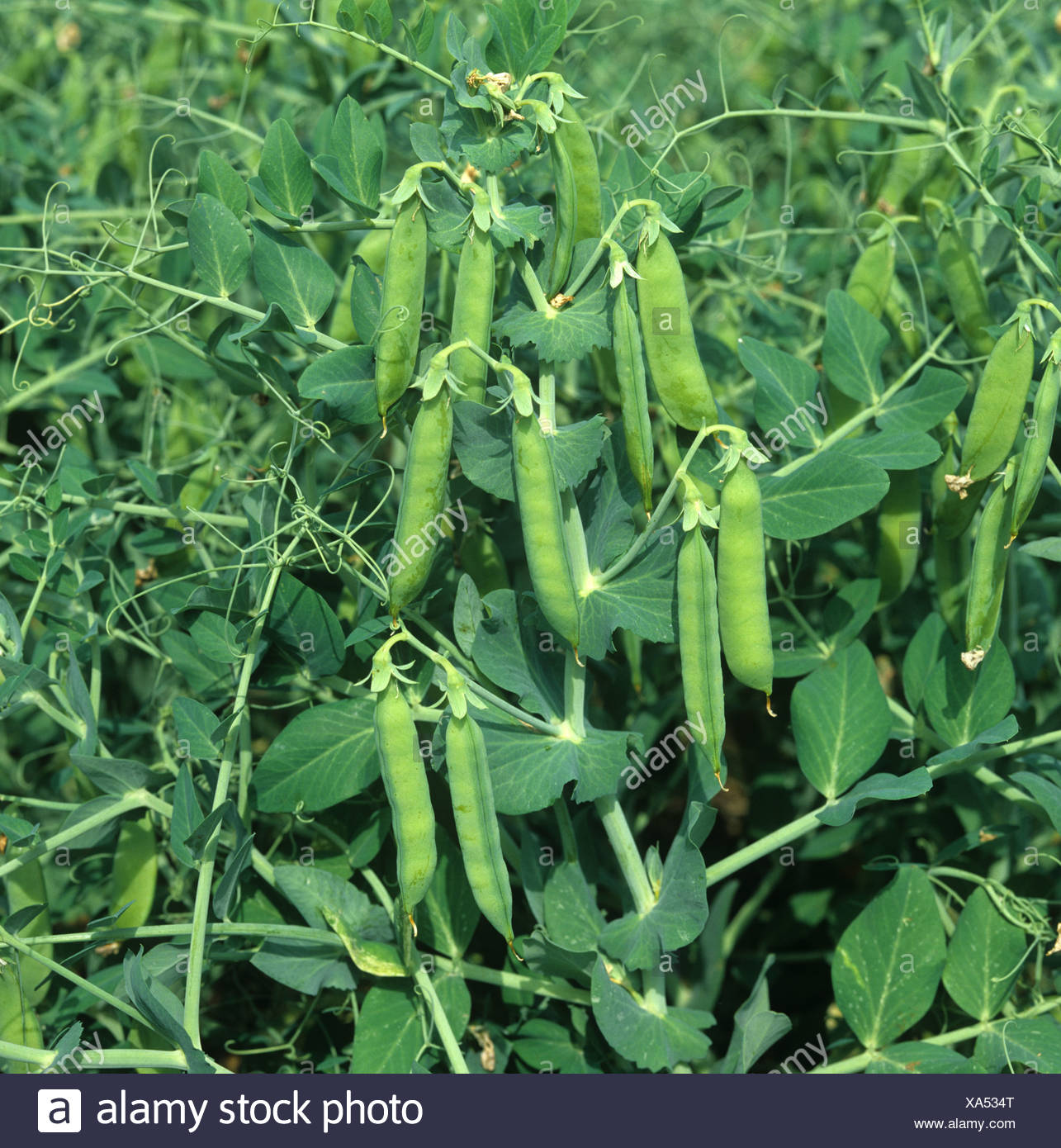 Marrowfat Peas Stock Photos & Marrowfat Peas Stock Images - Alamy