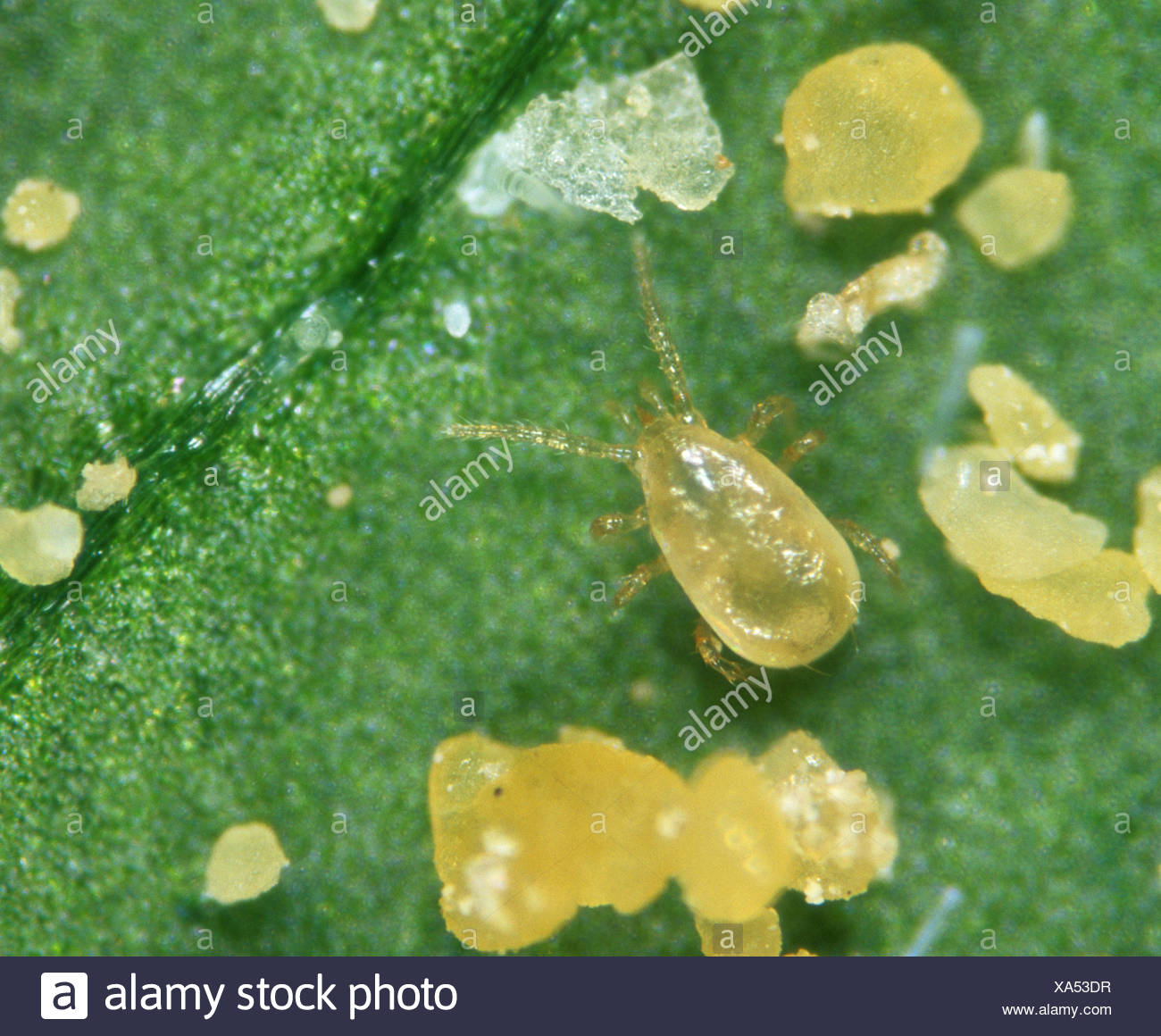 Frankliniella Stock Photos & Frankliniella Stock Images - Alamy