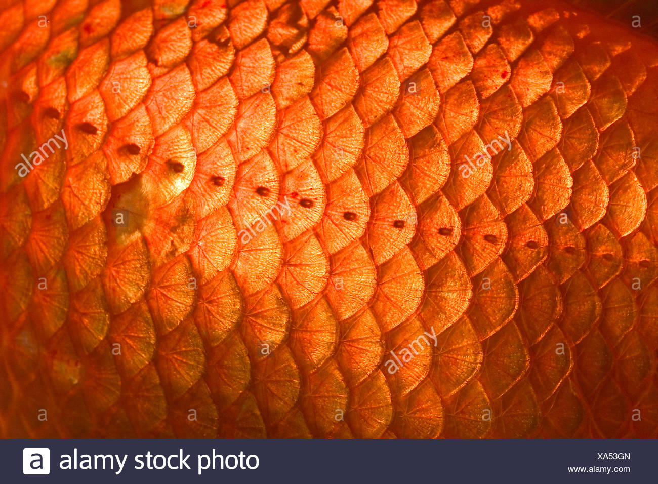 Fish Scales Close Up High Resolution Stock Photography and Images - Alamy