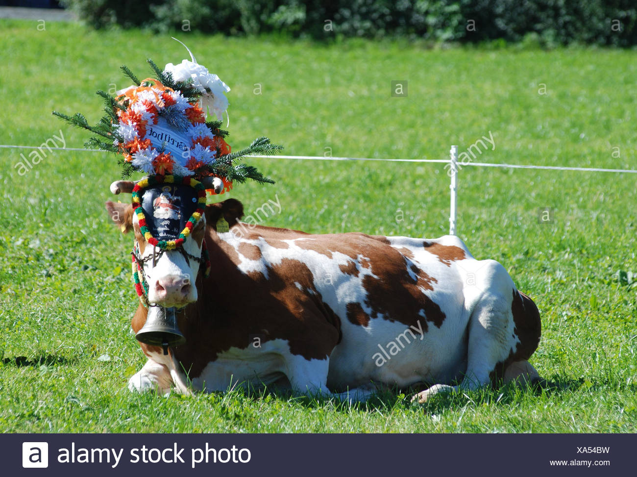 Bell Cow High Resolution Stock Photography and Images - Alamy