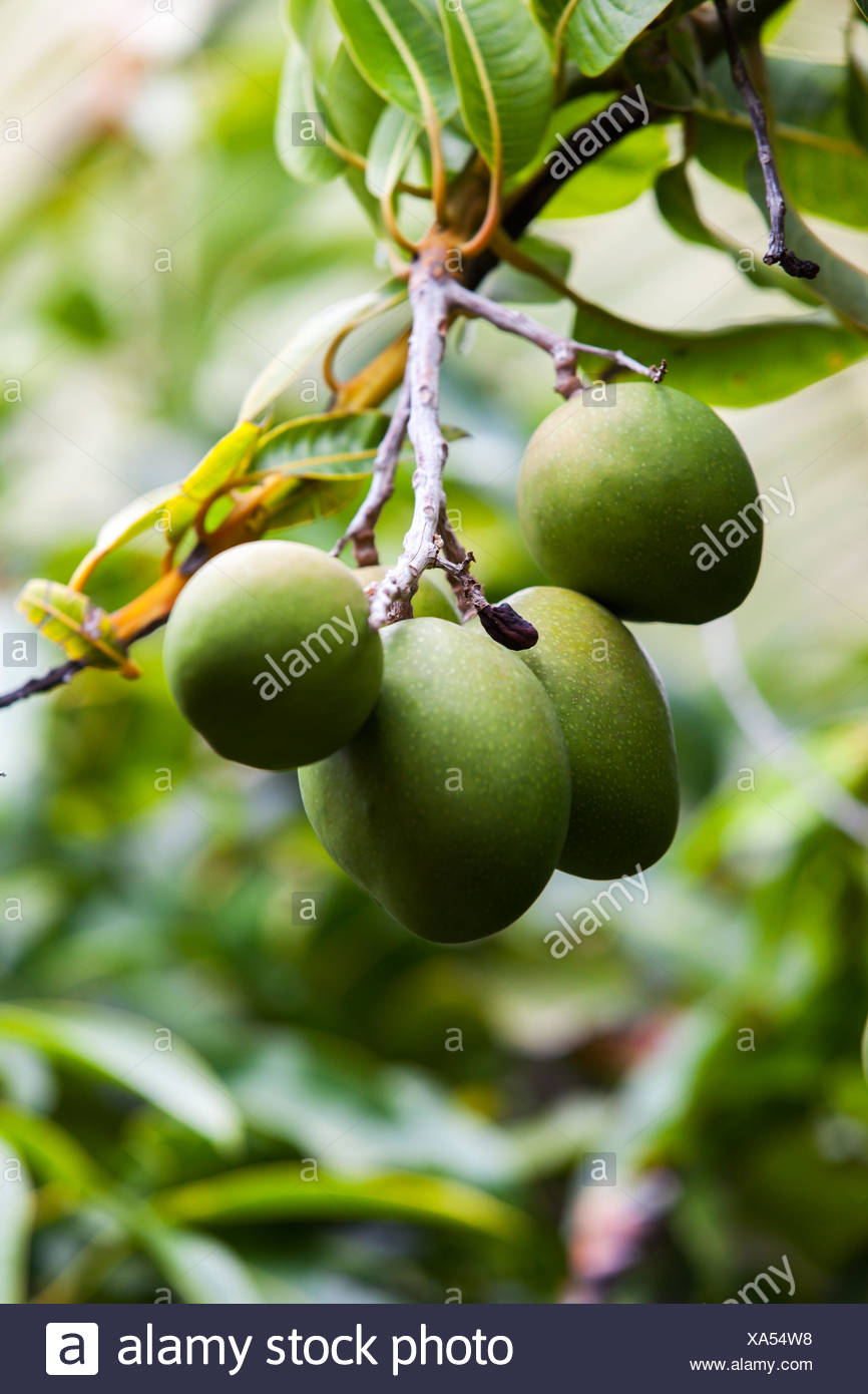 Mango Tree High Resolution Stock Photography and Images - Alamy