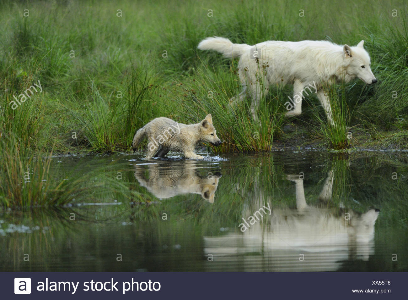 Arctic Wolf Cub High Resolution Stock Photography and Images - Alamy