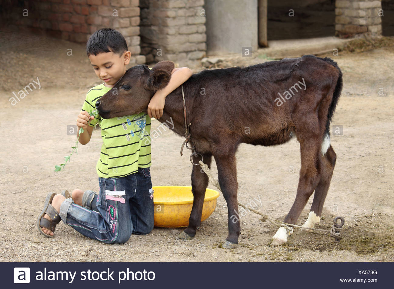 Boy With Cow High Resolution Stock Photography and Images - Alamy