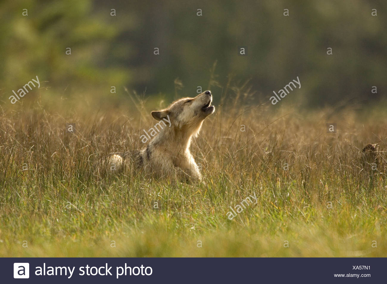Wolves Howling Stock Photos & Wolves Howling Stock Images - Alamy