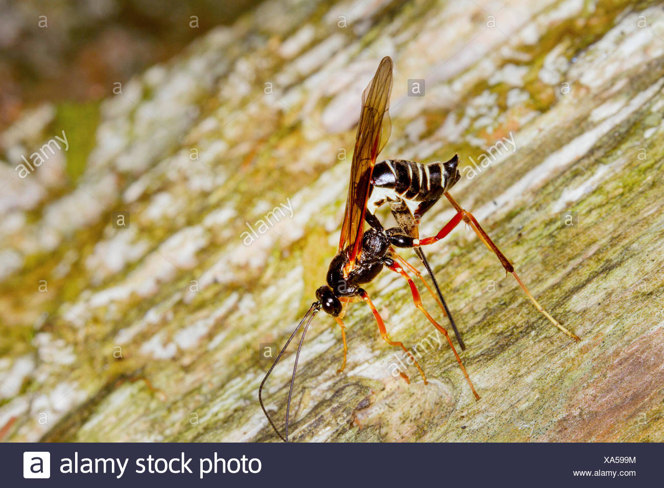 Giant Ichneumon Wasp High Resolution Stock Photography and Images - Alamy