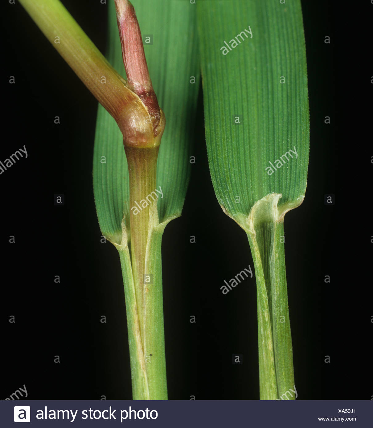 Ligules Stock Photos & Ligules Stock Images - Alamy