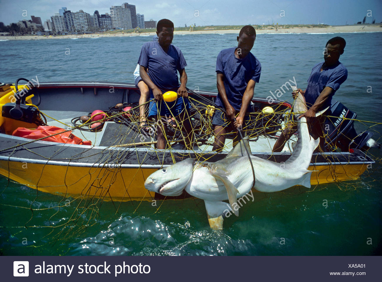 Shark Caught In Net High Resolution Stock Photography and Images - Alamy