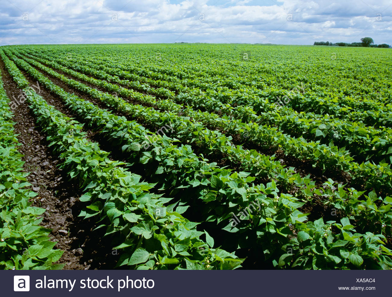 Mid Growth Beans High Resolution Stock Photography and Images - Alamy