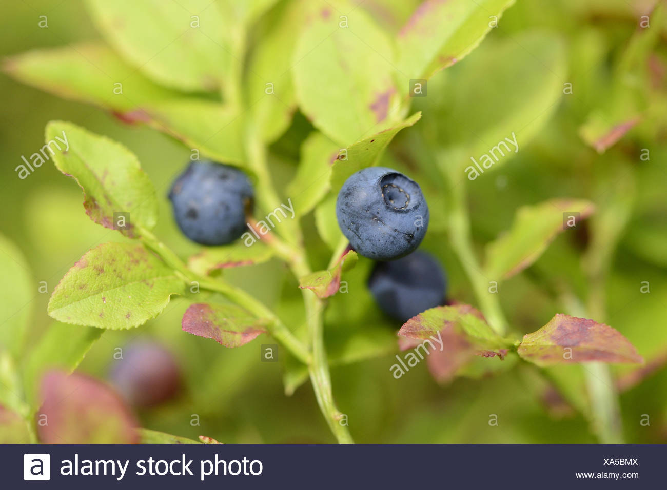 Dwarf Bilberry Blueberry Huckleberry Low High Resolution Stock ...