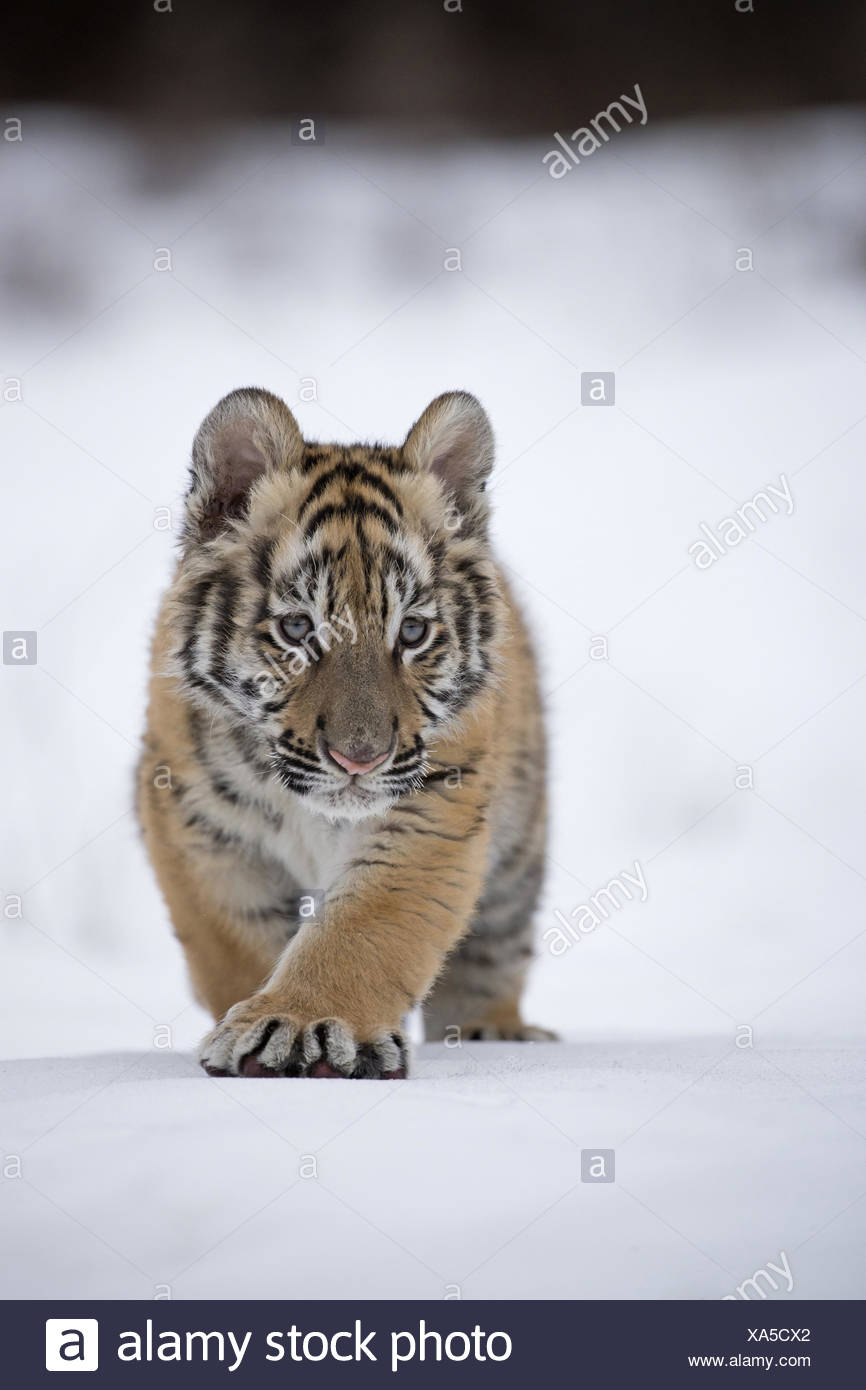 Siberian Tiger Snow Cub High Resolution Stock Photography and Images ...