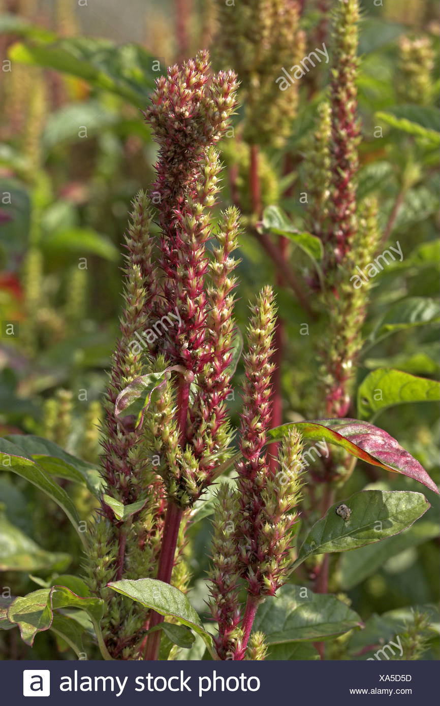 Common Amaranthus High Resolution Stock Photography and Images - Alamy
