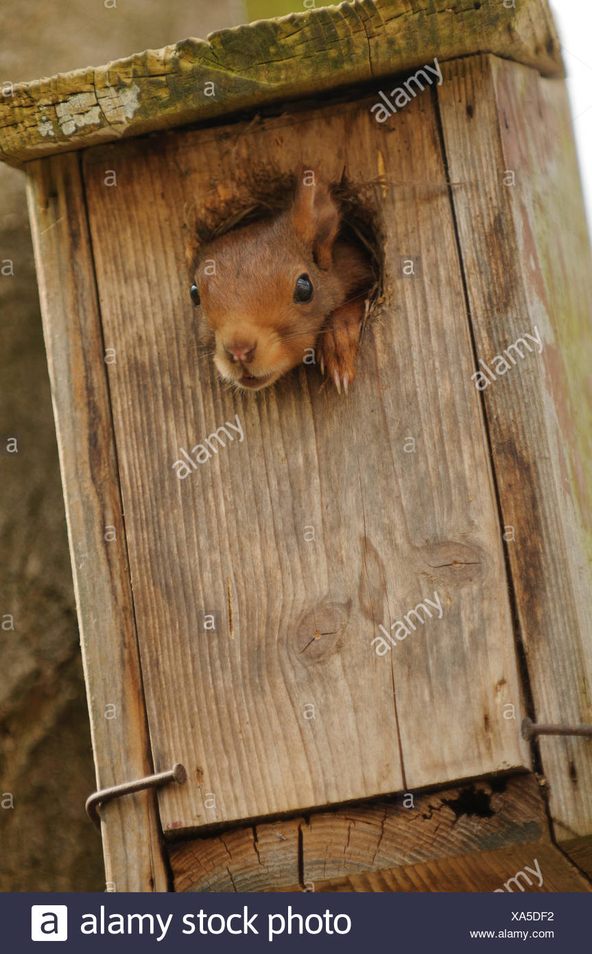 Red Squirrel Nest Box Stock Photos & Red Squirrel Nest Box Stock Images ...