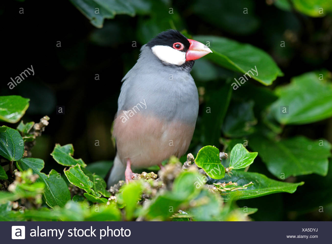 Java Finch Stock Photos & Java Finch Stock Images - Alamy