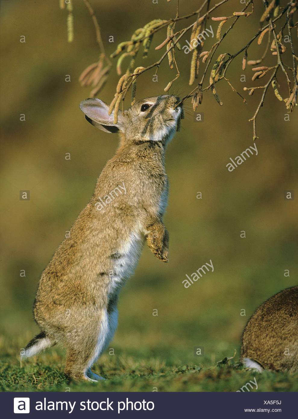 Rabbit Standing On Hind Legs High Resolution Stock Photography and ...
