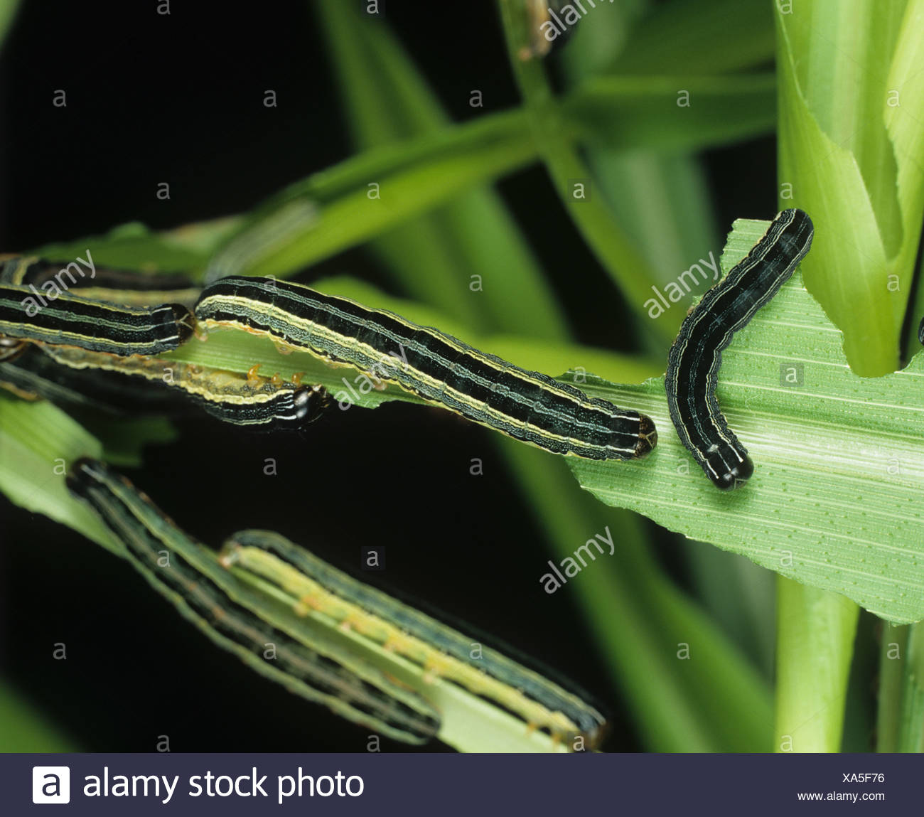 Spodoptera High Resolution Stock Photography and Images - Alamy