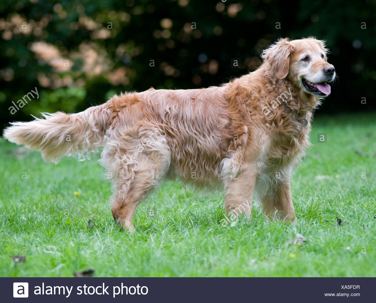 Golden Retriever Standing High Resolution Stock Photography and Images ...