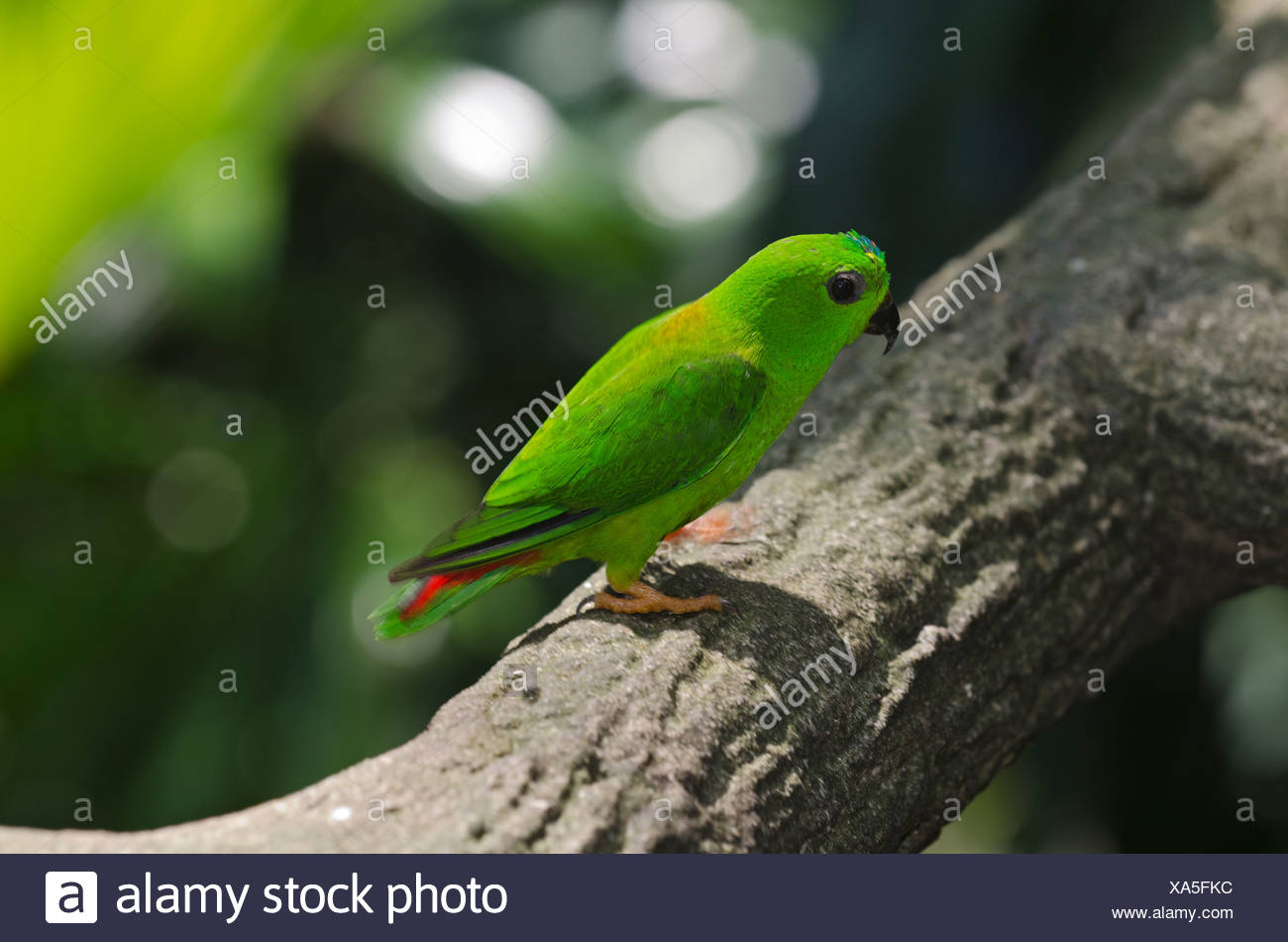 Parrot Hanging High Resolution Stock Photography and Images - Alamy