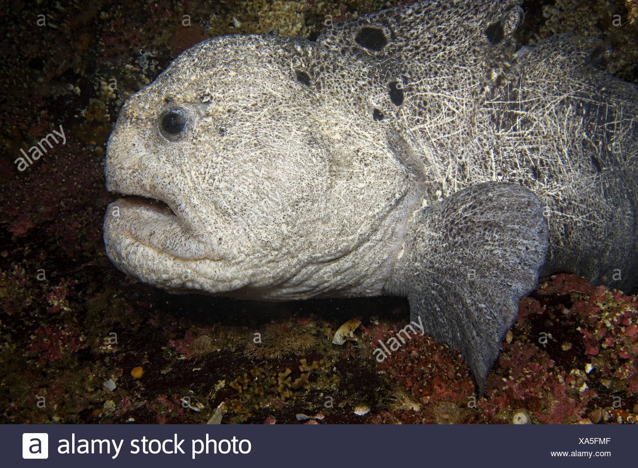 Anarrhichthys Ocellatus Stock Photos & Anarrhichthys Ocellatus Stock ...
