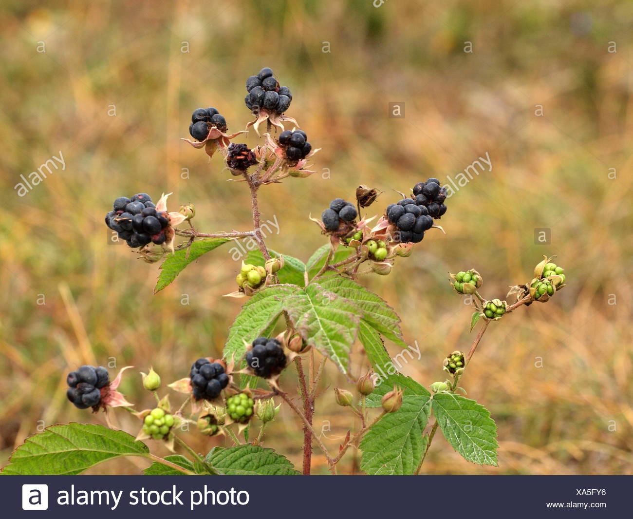 Dewberry High Resolution Stock Photography and Images - Alamy