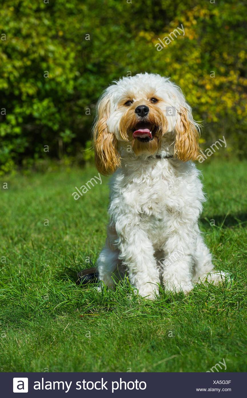 Cavapoo High Resolution Stock Photography and Images - Alamy