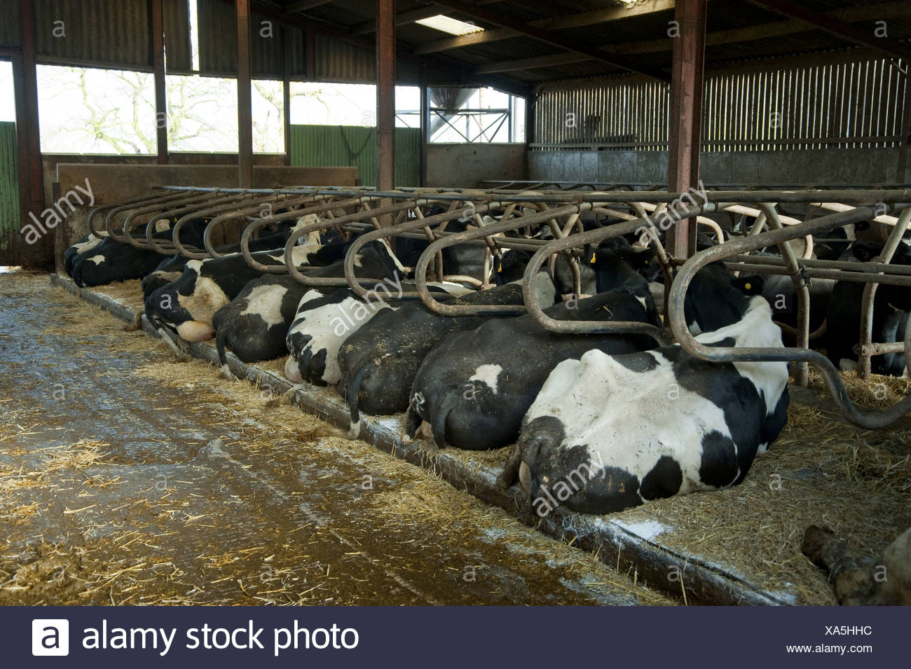 Cow Cubicles High Resolution Stock Photography and Images - Alamy