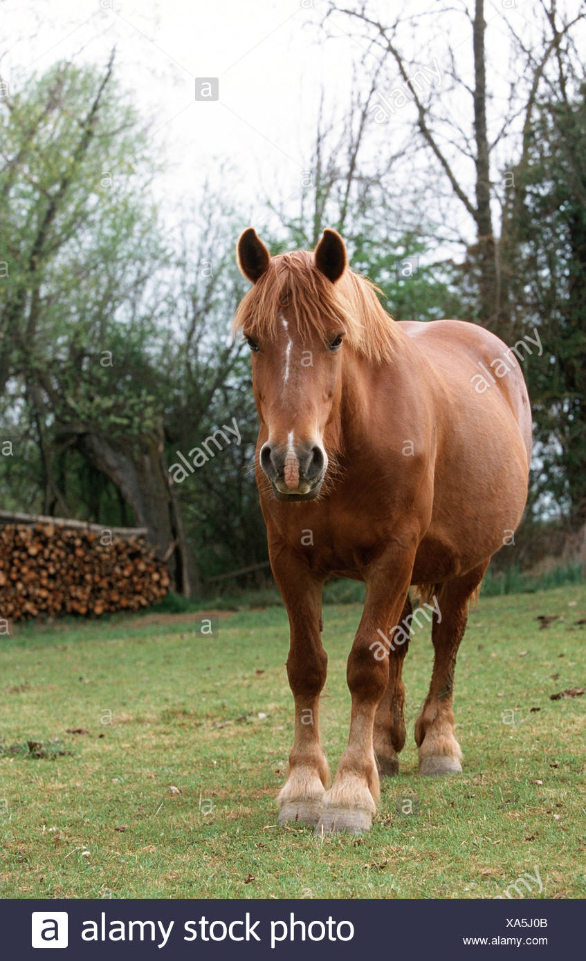 Breton Horses High Resolution Stock Photography and Images - Alamy