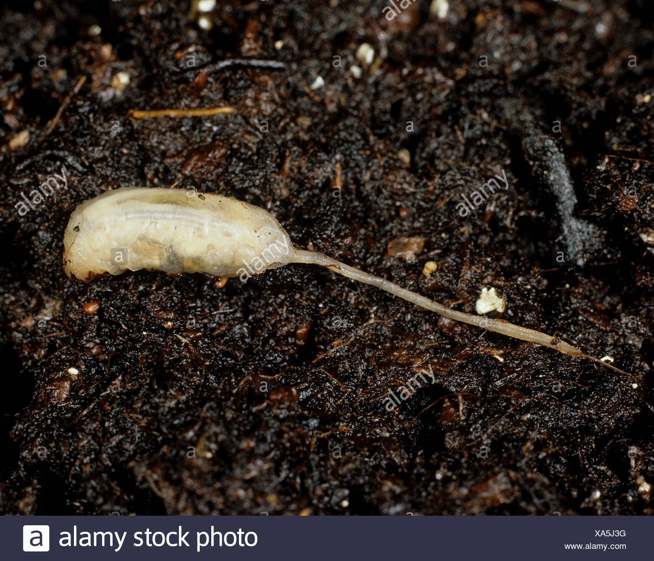 Maggot Fly High Resolution Stock Photography and Images - Alamy