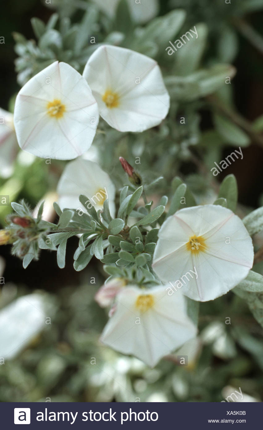 Convolvulus Cneorum Stock Photos & Convolvulus Cneorum Stock Images - Alamy