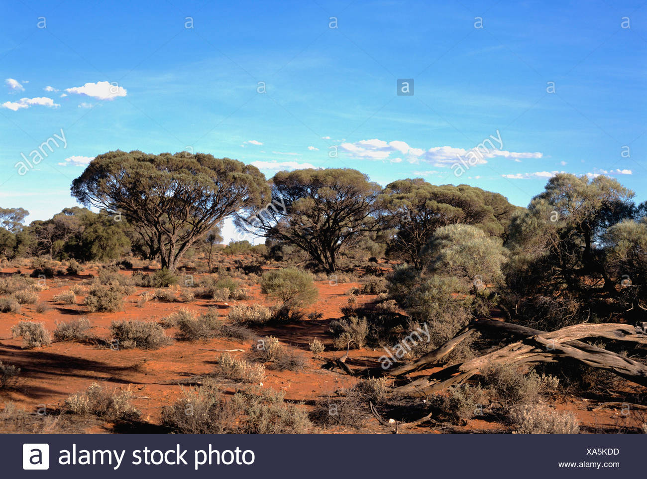 Scrub Trees High Resolution Stock Photography and Images - Alamy