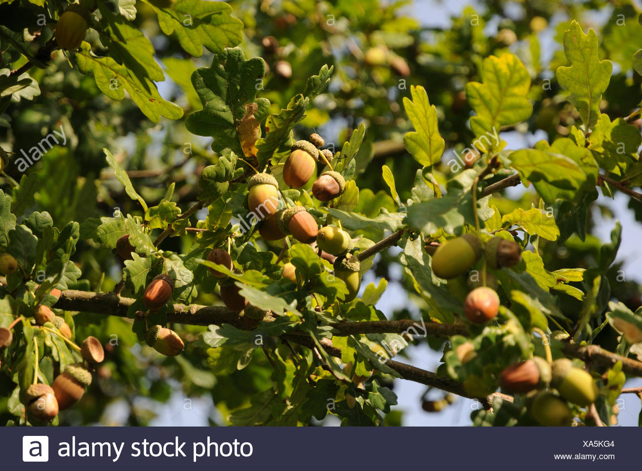 Oak Nuts High Resolution Stock Photography and Images - Alamy